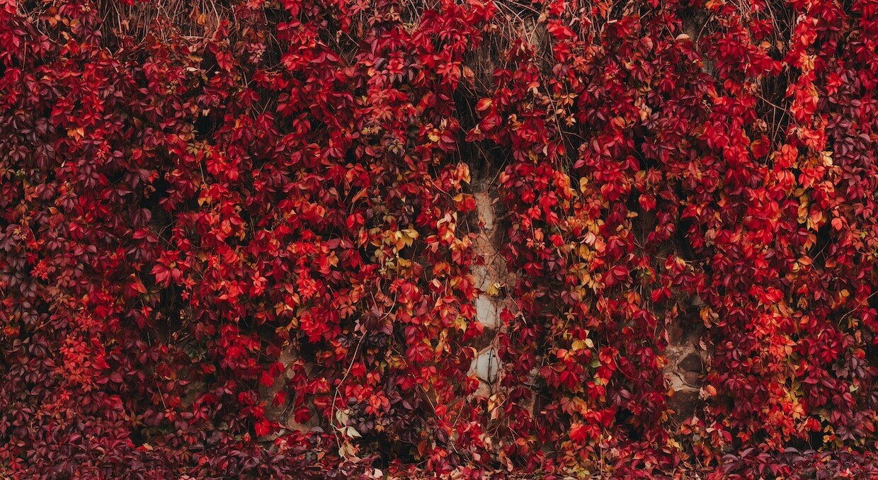 Color Theory for Photography and Design: Ultimate Beginner’s Guide